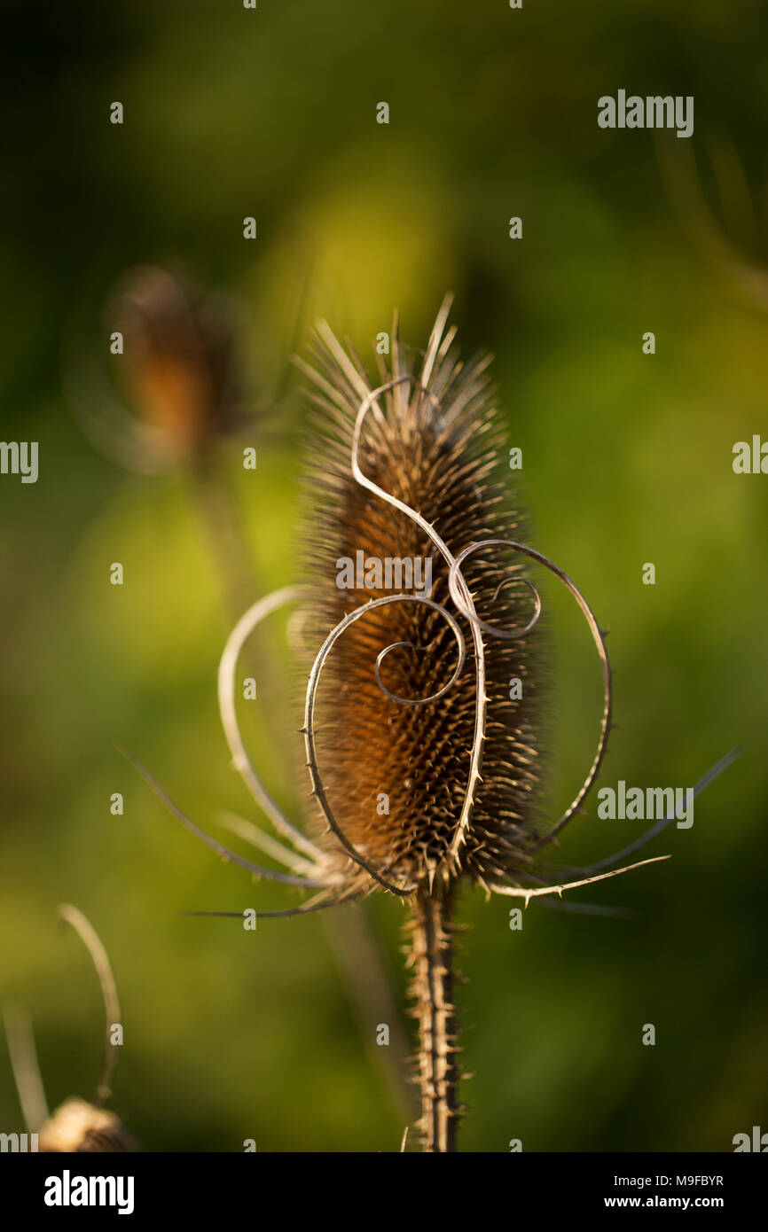 Dried head on a wild teasel (Dipsacus fullonum), also known as common ...