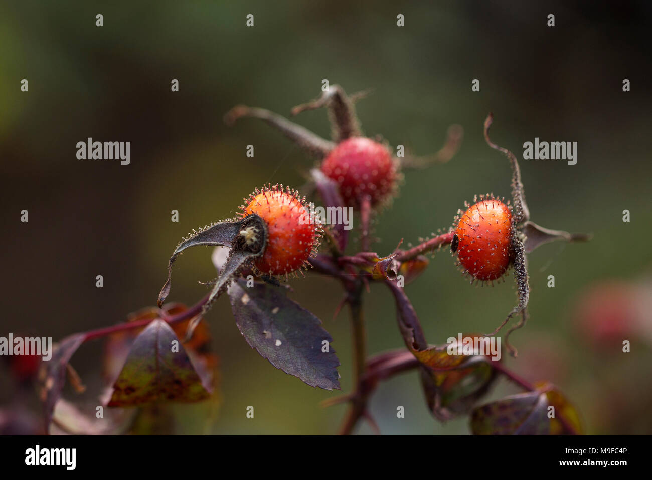 Rosa laevigata hi-res stock photography and images - Alamy