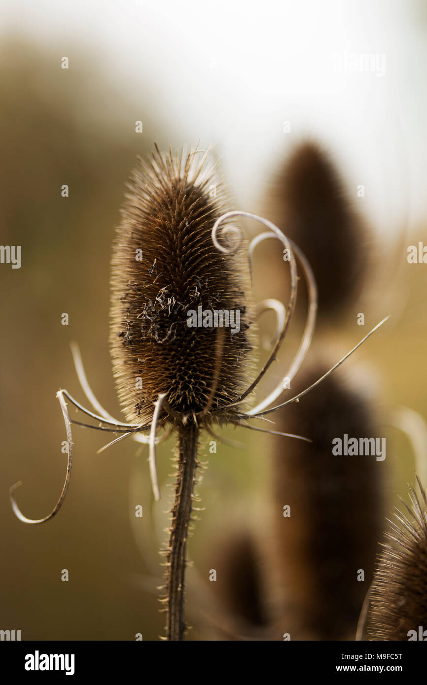 Dried head on a wild teasel (Dipsacus fullonum), also known as common ...