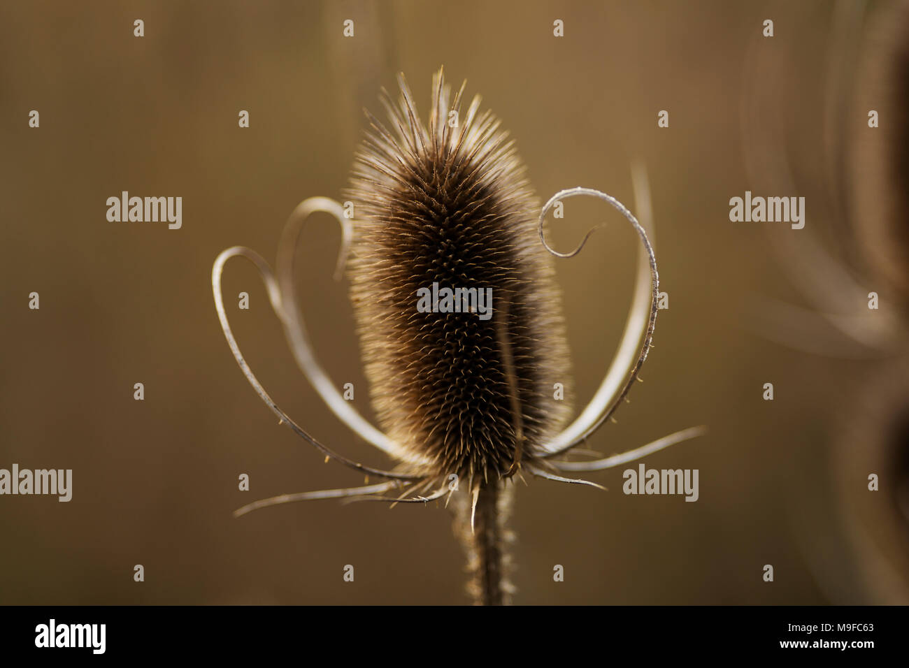 Dried head on a wild teasel (Dipsacus fullonum), also known as common ...