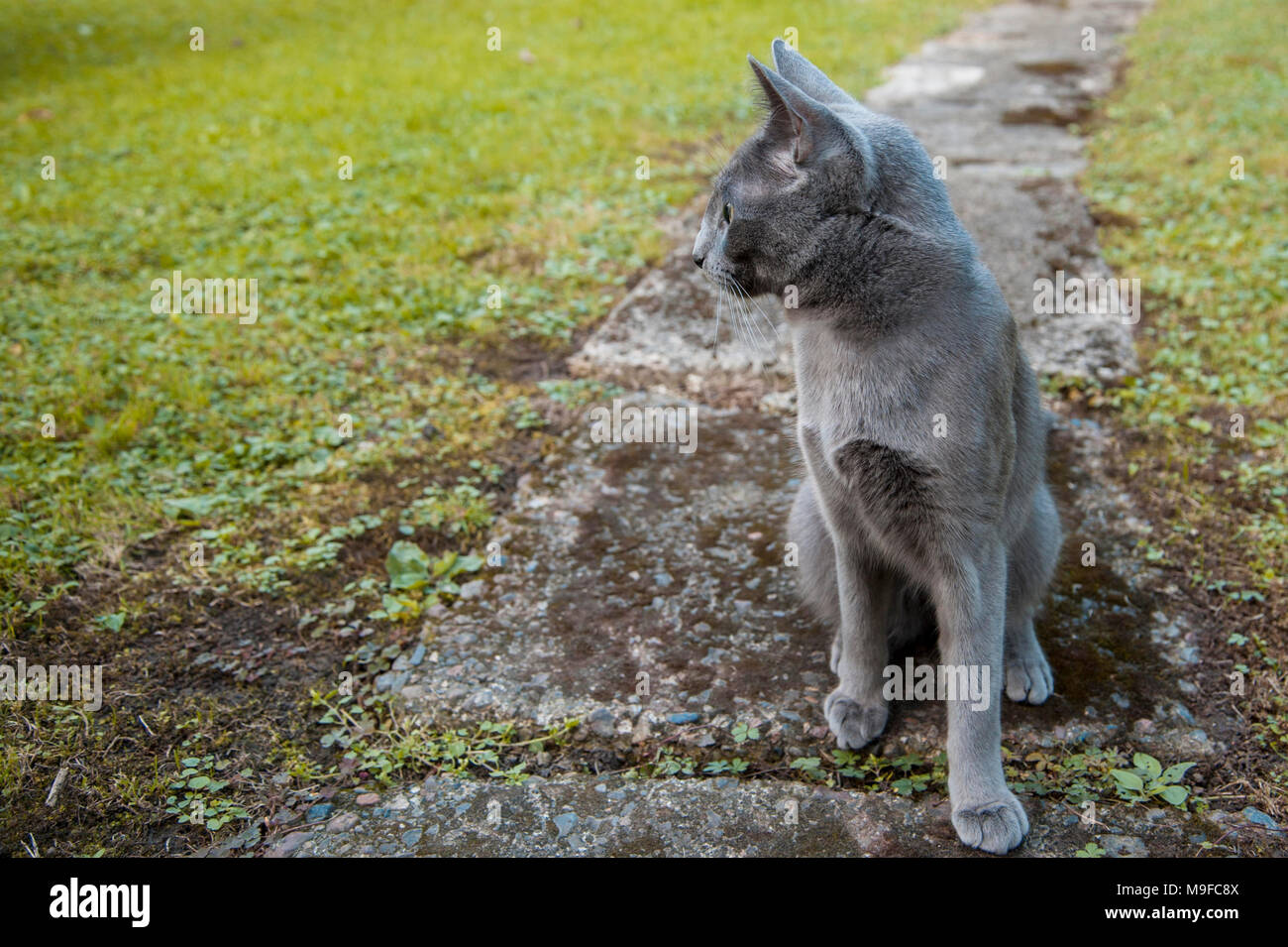Russian wildlife hi-res stock photography and images - Alamy