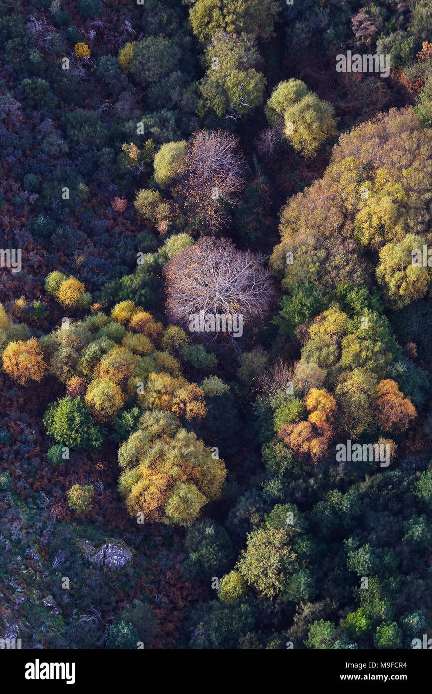Aerial view of chestnut and oak trees Stock Photo - Alamy