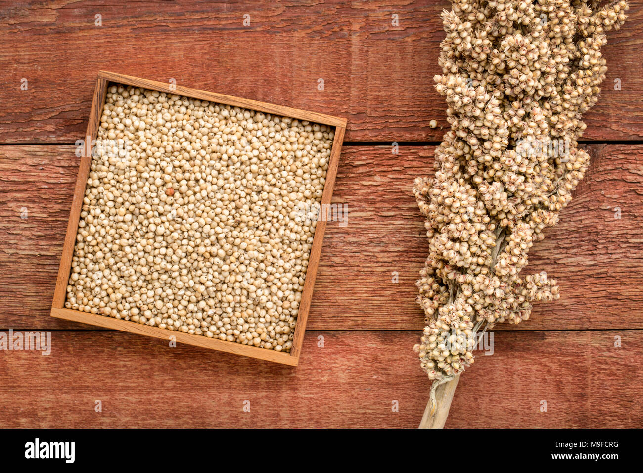 cluster and box of ripe white sorghum seeds on rustic wood background ...