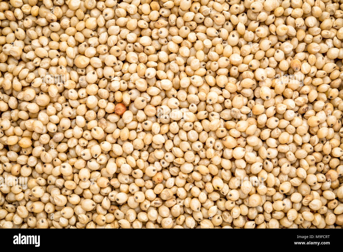 background and texture of gluten free white sorghum grain Stock Photo ...