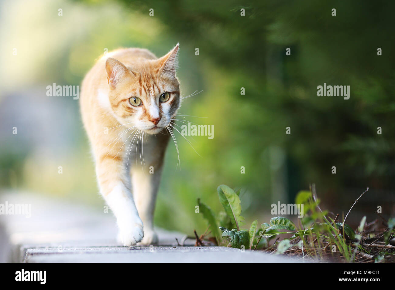 Determined cat hi-res stock photography and images - Alamy