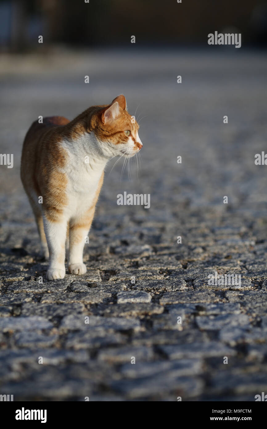 An orange cat outside Stock Photo - Alamy