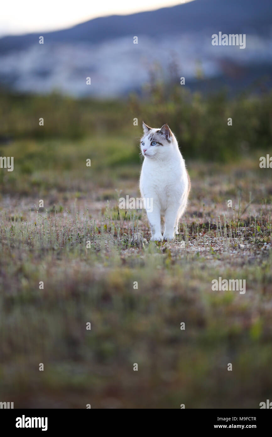 A white female common european cat outside Stock Photo - Alamy