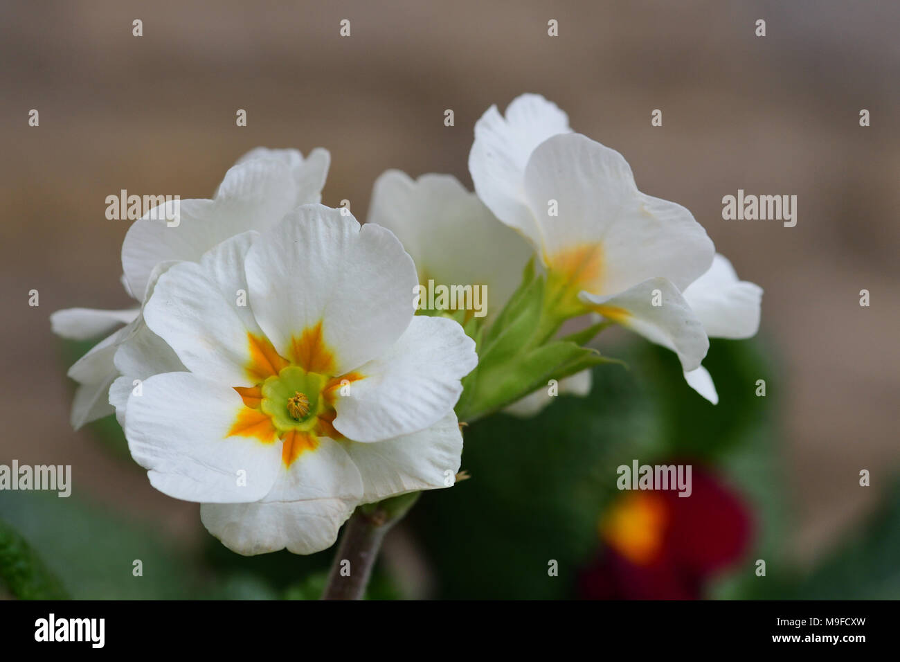 Close up of white primrose flowers in bloom Stock Photo - Alamy