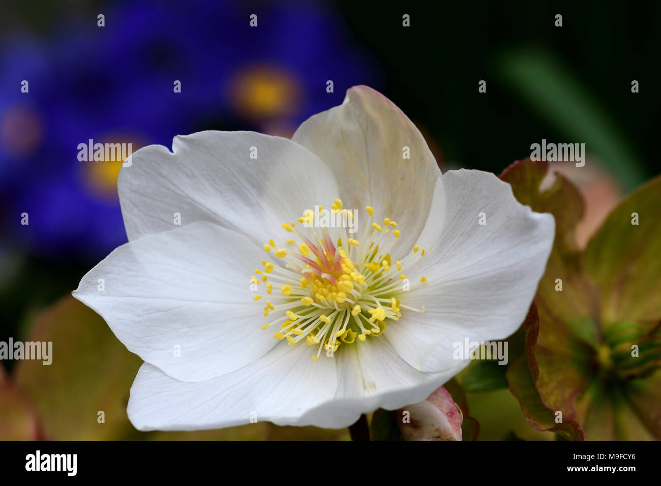 Close up of a white hellebore flower in bloom Stock Photo - Alamy