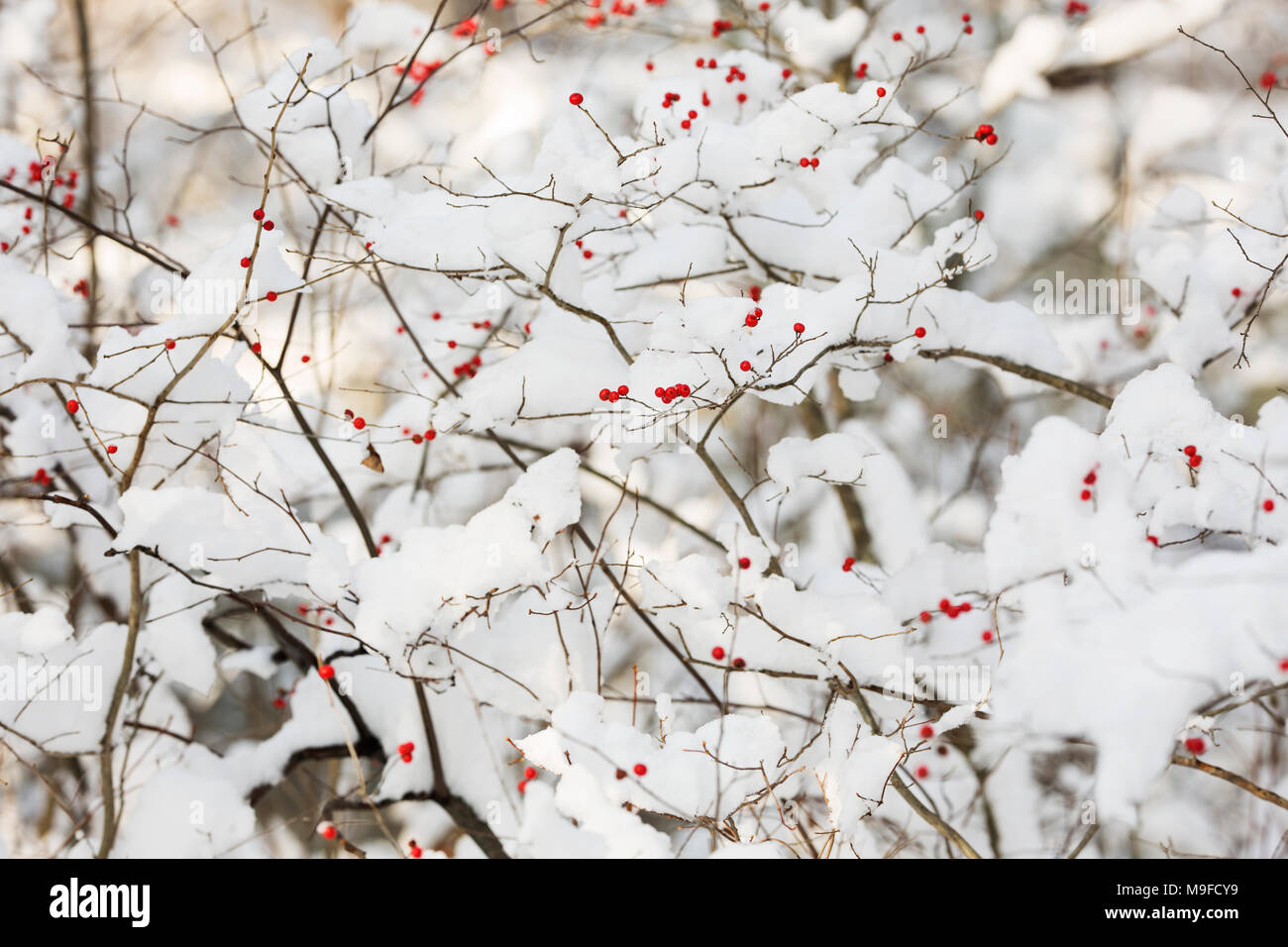 Branches with red berries in the snow Stock Photo - Alamy
