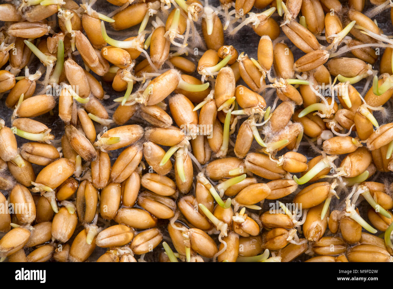 Hard red wheat hi-res stock photography and images - Alamy