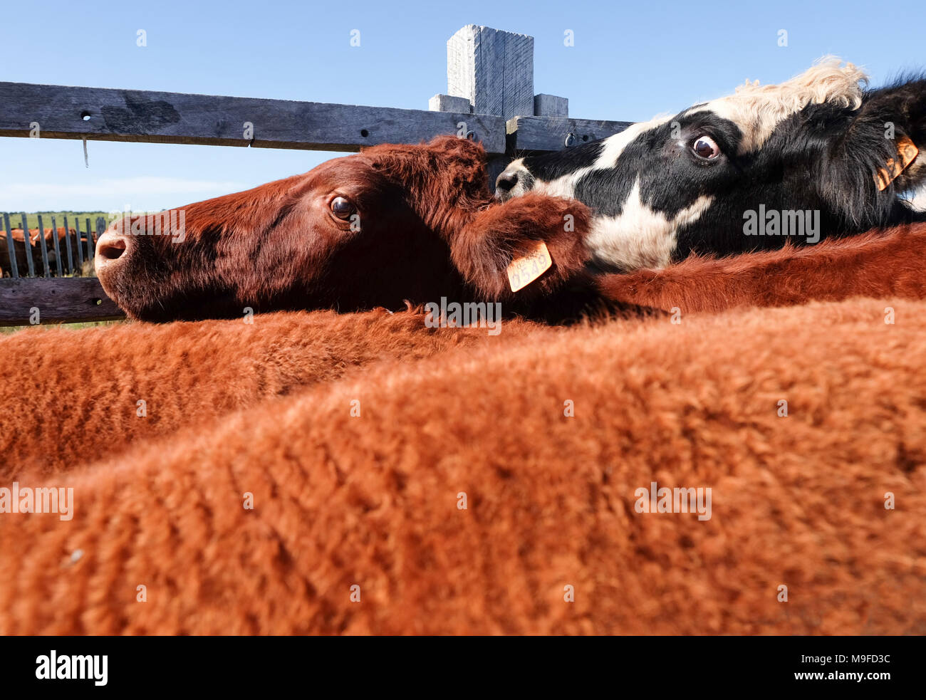 Corral cattle hi-res stock photography and images - Alamy