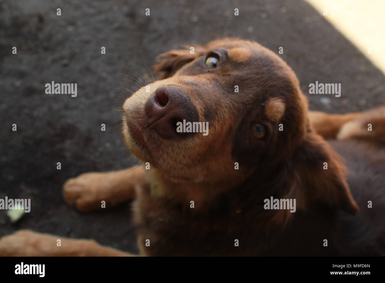 Beautiful dog in the countryside Stock Photo - Alamy