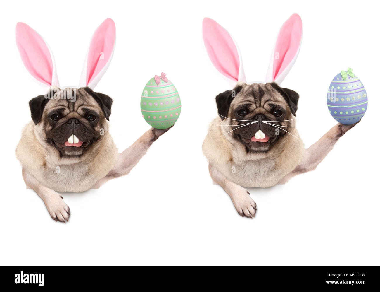 cute pug puppy dog with bunny ears diadem, holding up easter egg ...