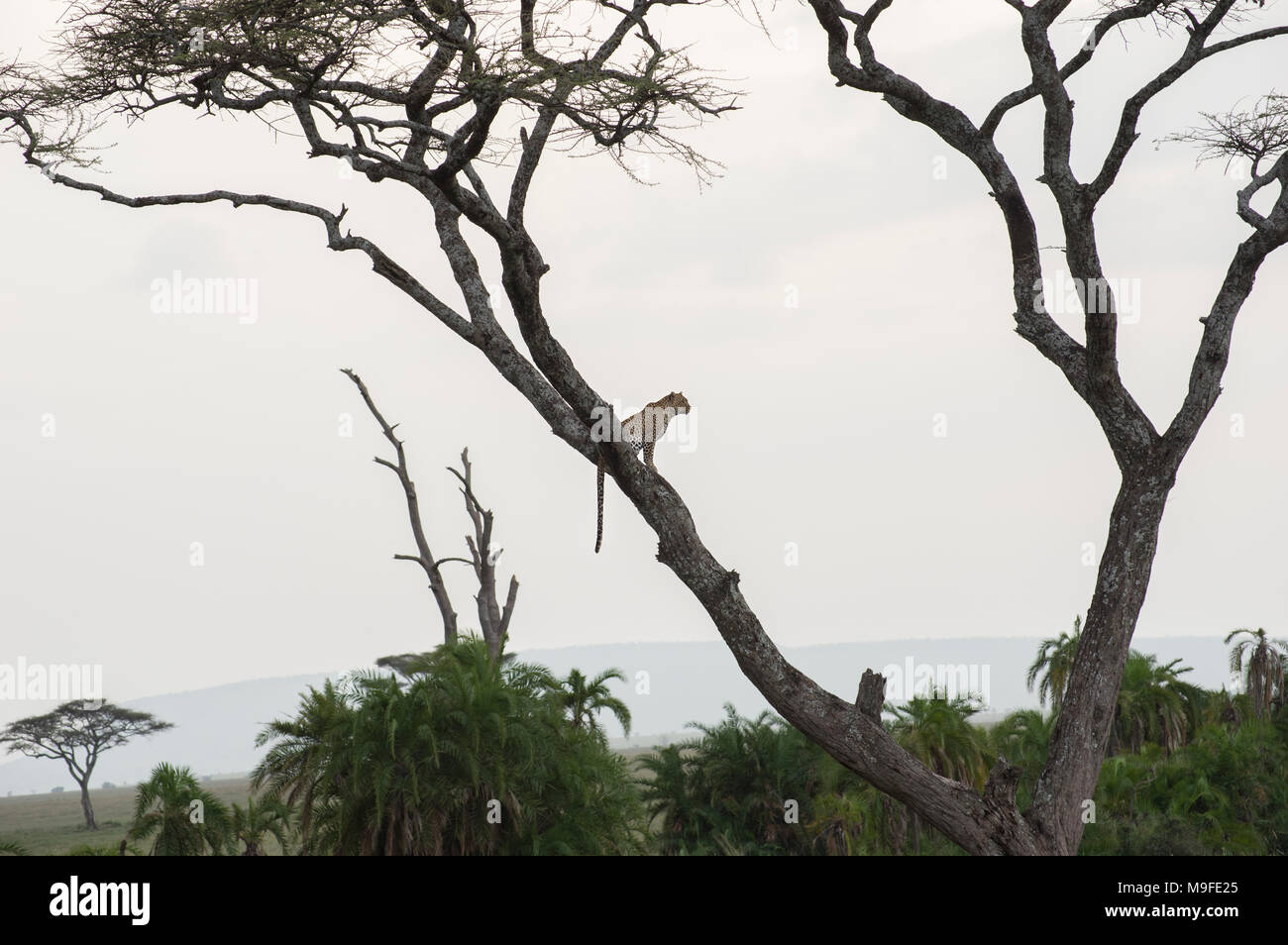 Lone leopard in an acacia tree surveying the landscape in the Serengeti ...