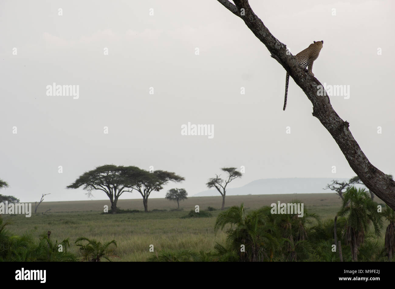 Lone leopard in an acacia tree surveying the landscape in the Serengeti ...