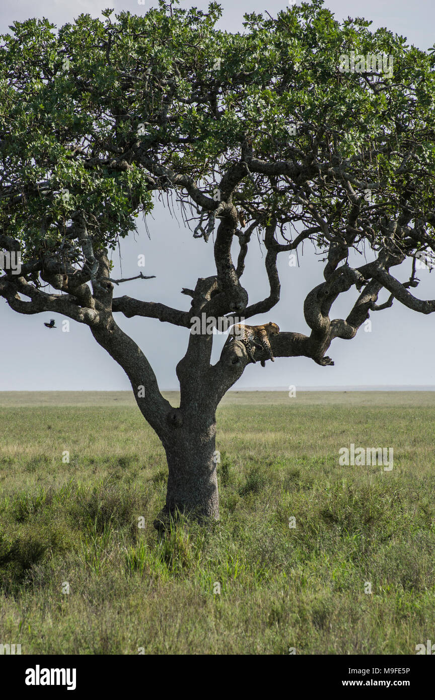 Habitat male female leopard hi-res stock photography and images - Alamy
