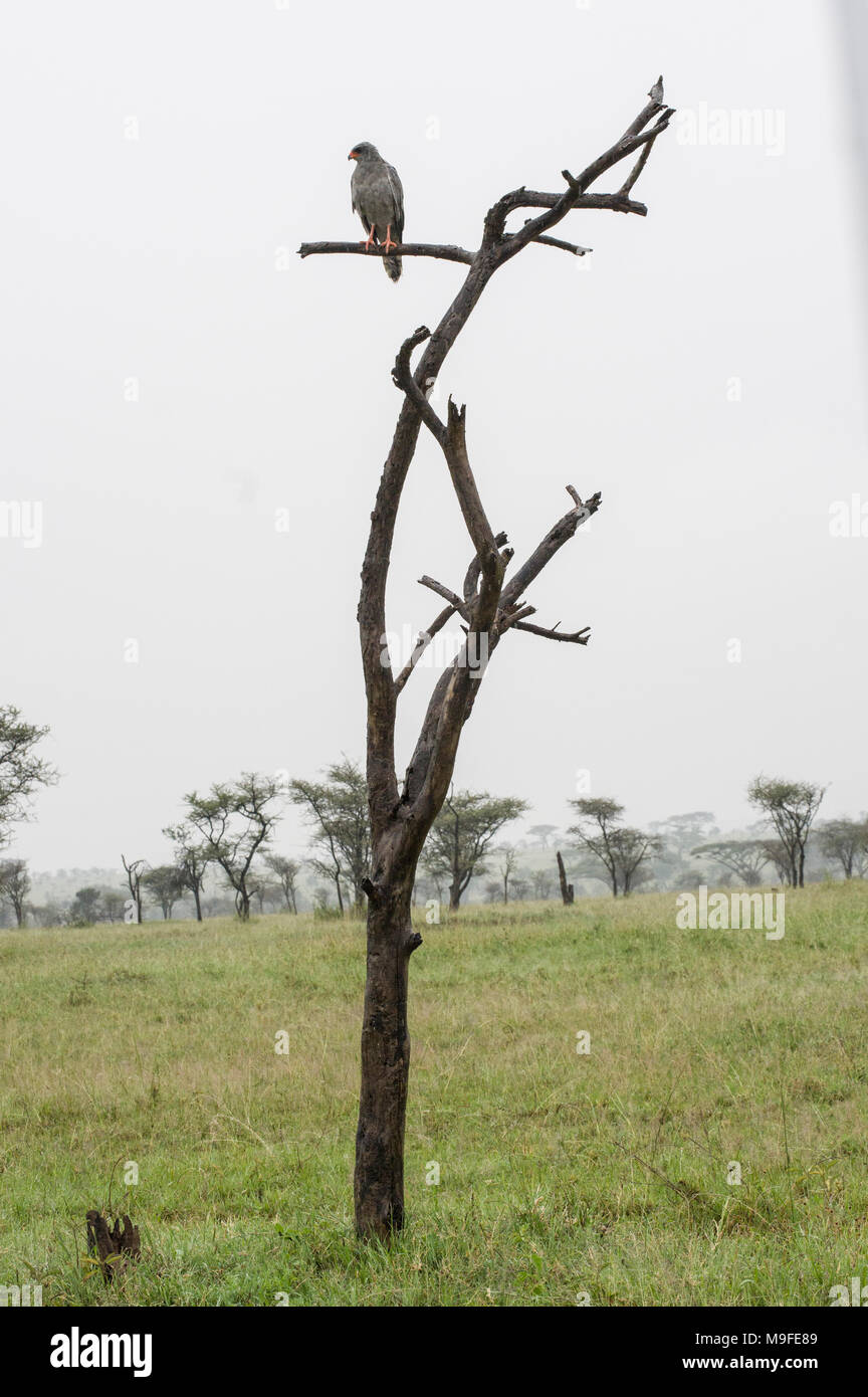 Predator perch perching waiting hi-res stock photography and images - Alamy