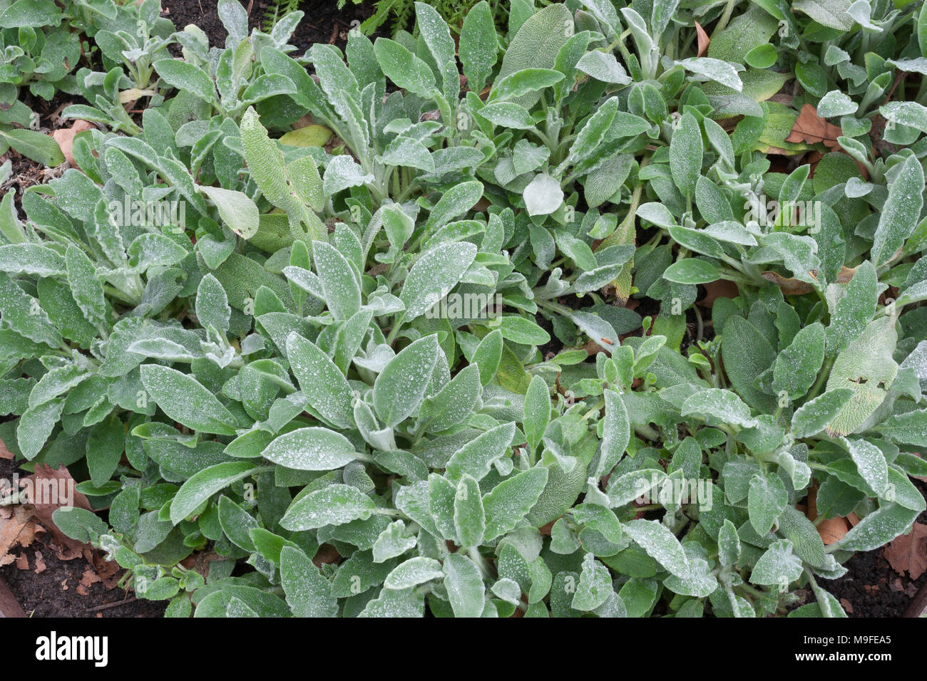Rabbit ear plant Stock Photo - Alamy
