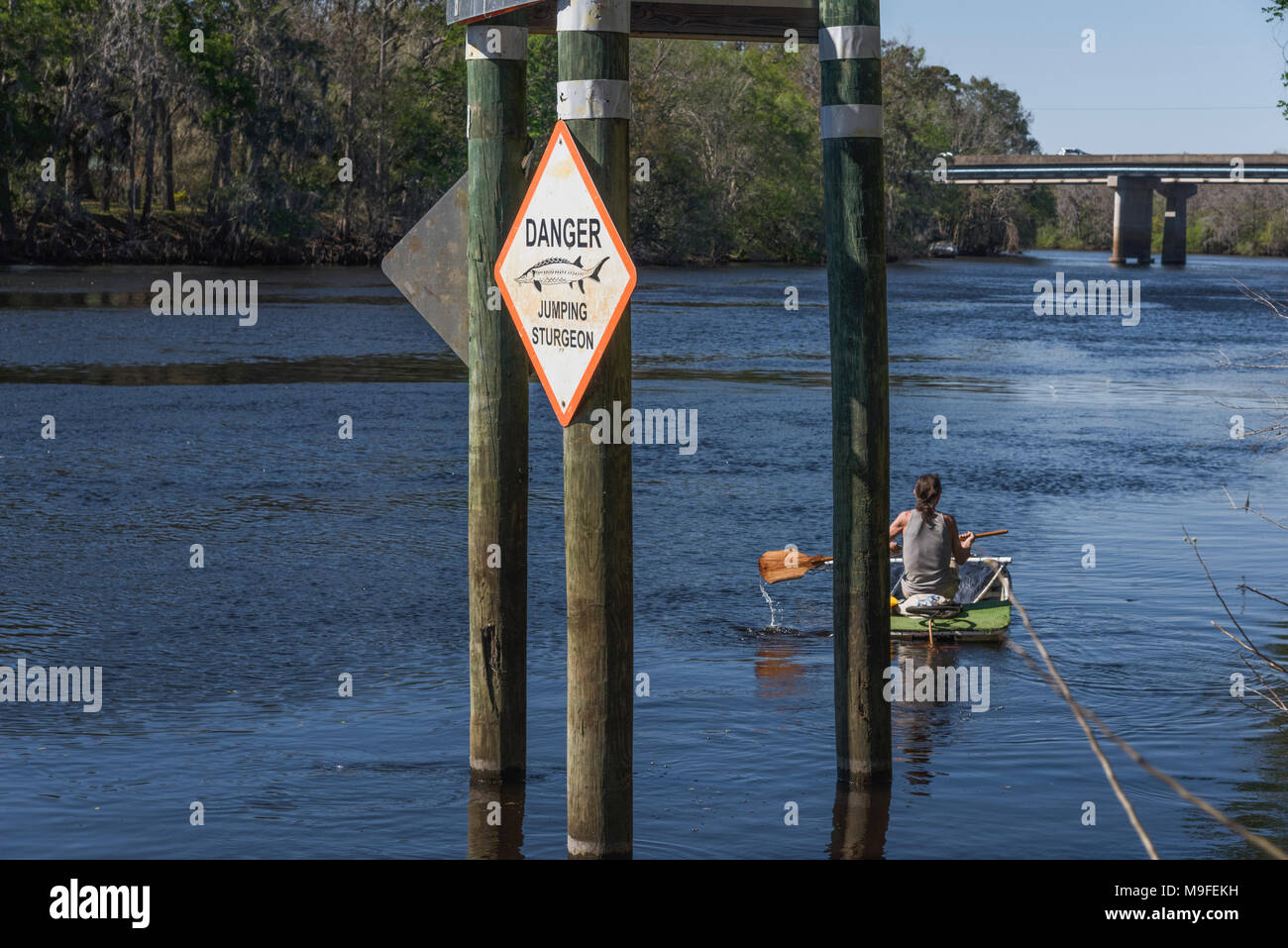 Jumping sturgeon hi-res stock photography and images - Alamy