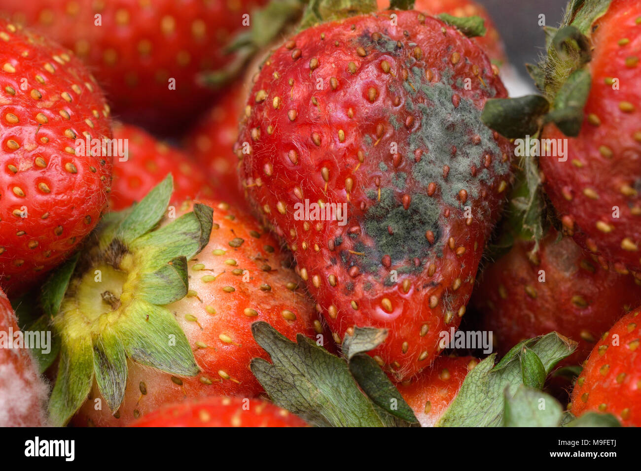 Rotten strawberry hi-res stock photography and images - Alamy