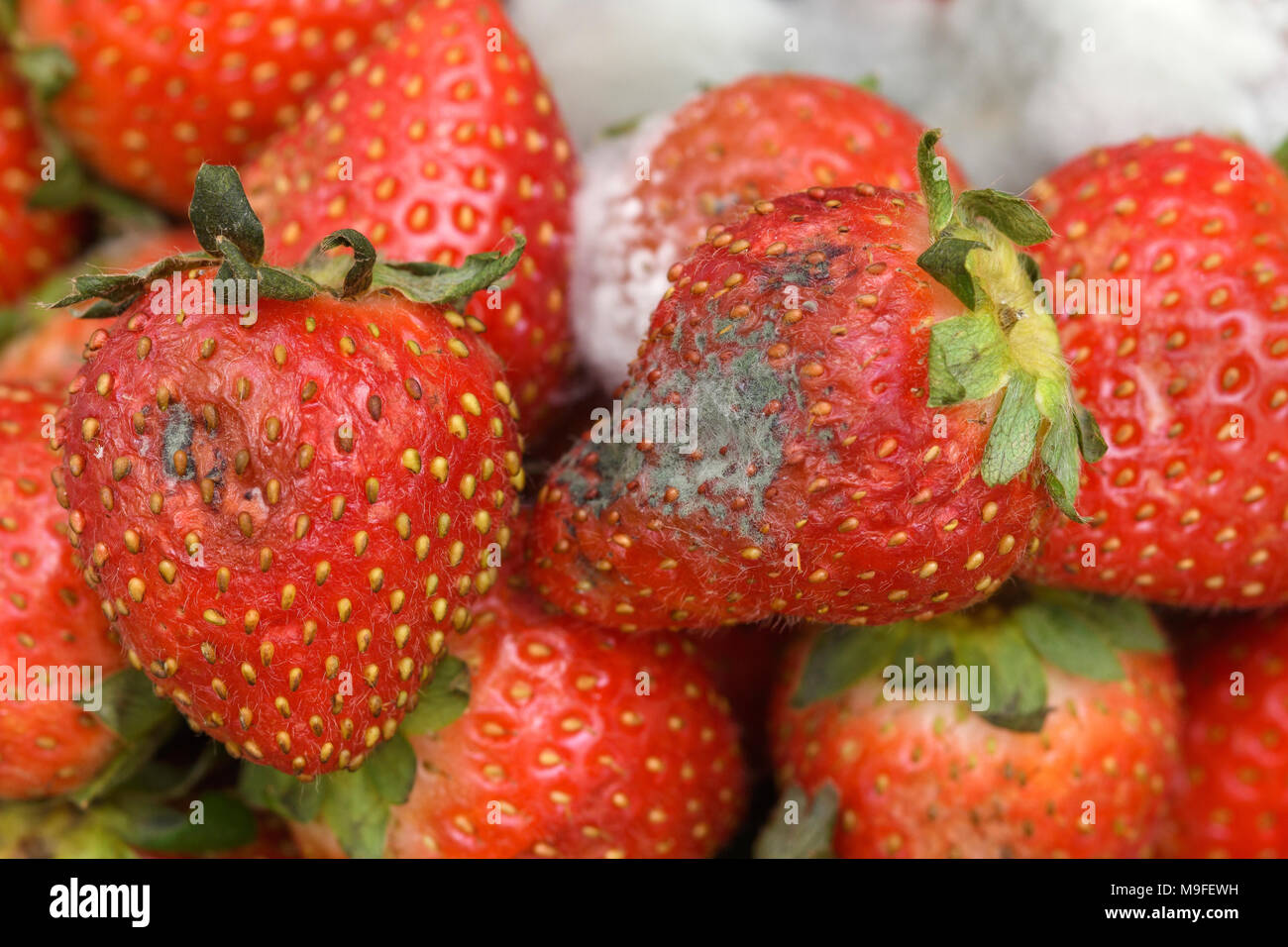 Ugly Fruit Stock Photos & Ugly Fruit Stock Images - Alamy