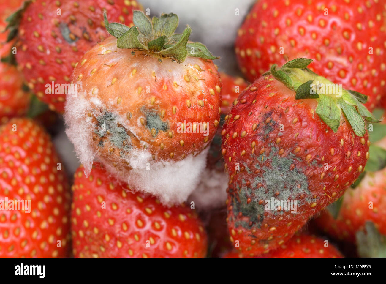 Rotten strawberry filled with thick mold Stock Photo - Alamy