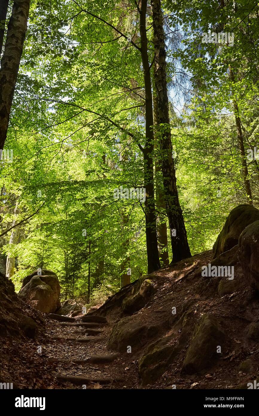 Forest walking route Stock Photo - Alamy
