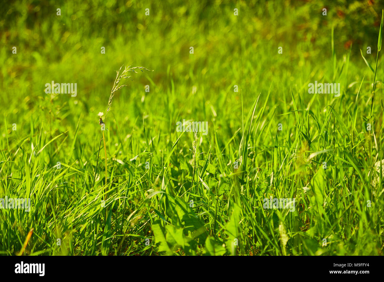 Green Grass Field Stock Photo - Alamy