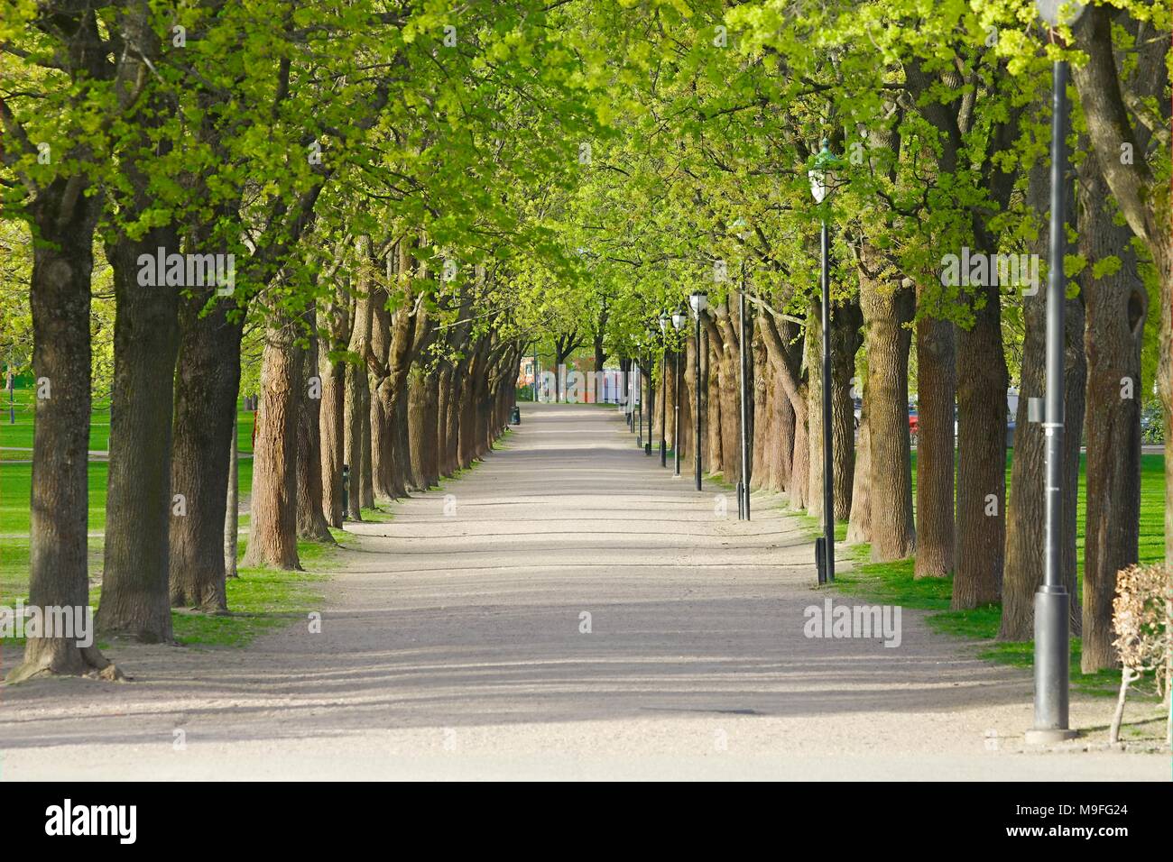 PArk with line of trees Stock Photo - Alamy