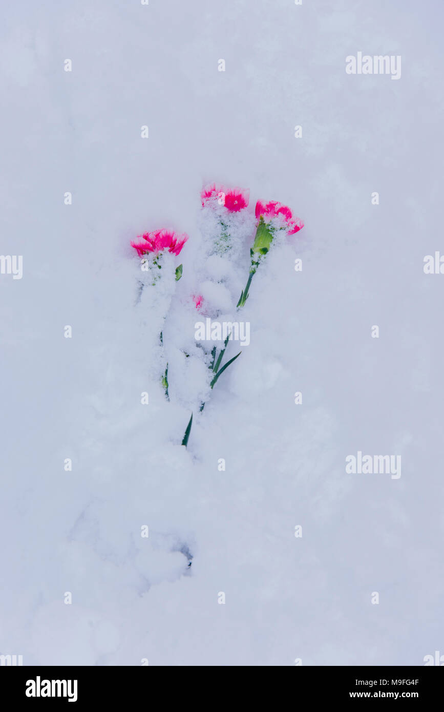 three carnations in the snow, a symbol of memory, on a grave after a ...
