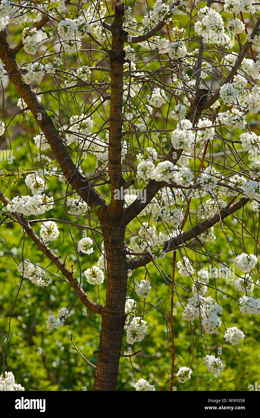 Spring Tree Flowering Stock Photo - Alamy