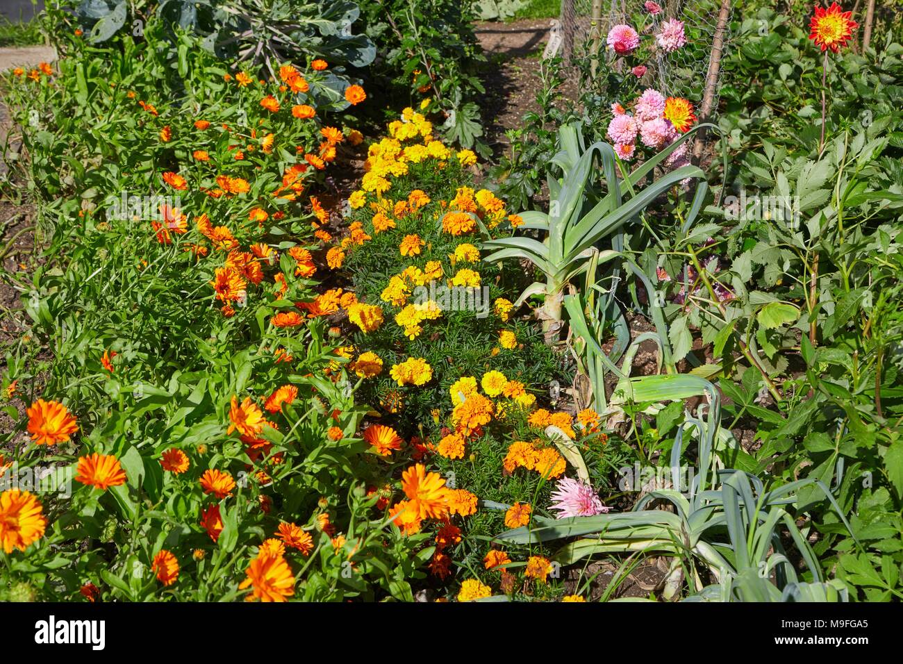 Garden with flowers Stock Photo - Alamy