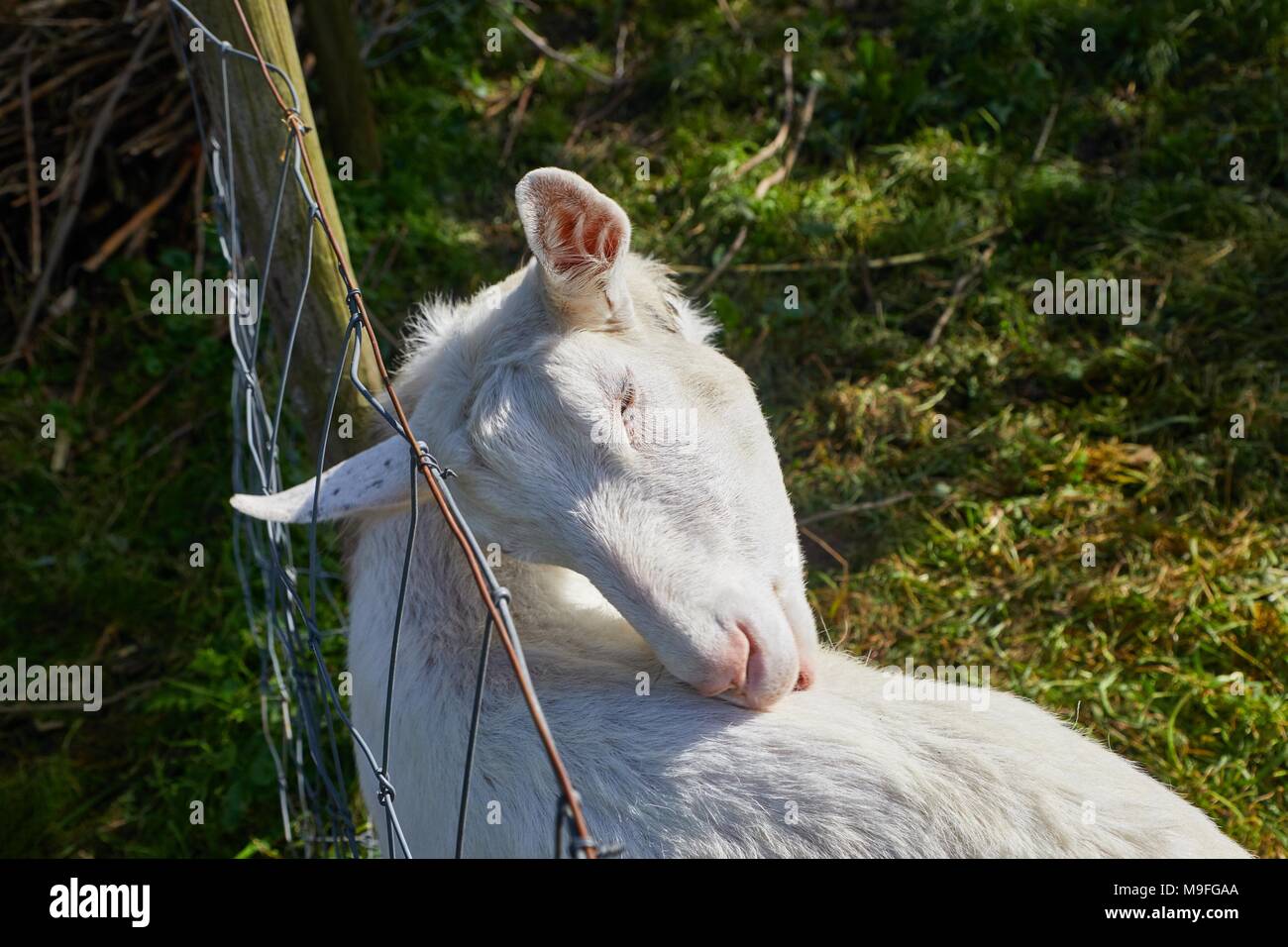 White little goat hi-res stock photography and images - Alamy