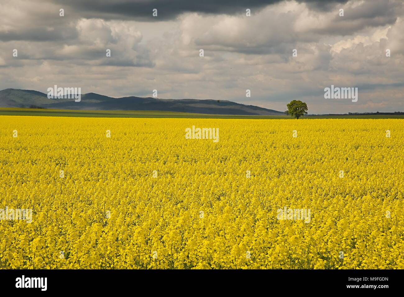 Rapeseed field landscape Stock Photo - Alamy