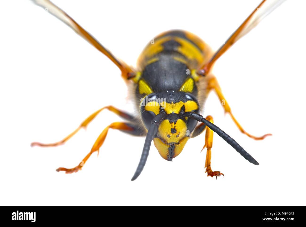Wasp on white background Stock Photo - Alamy