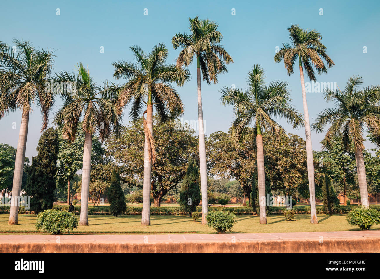 Palm trees at Safdarjung Tomb in Delhi, India Stock Photo - Alamy