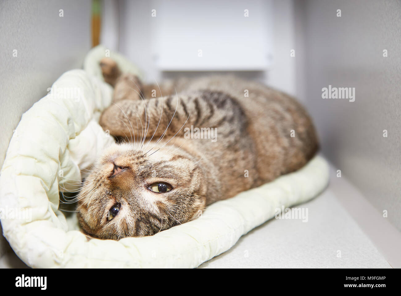 Adopt a cat hi-res stock photography and images - Alamy