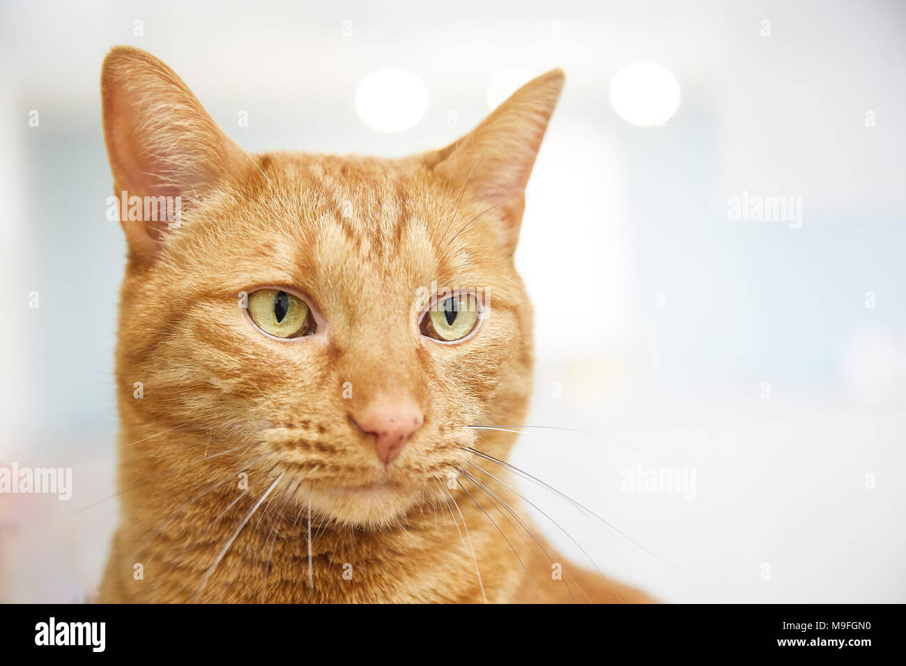 Marmalade cat hi-res stock photography and images - Alamy