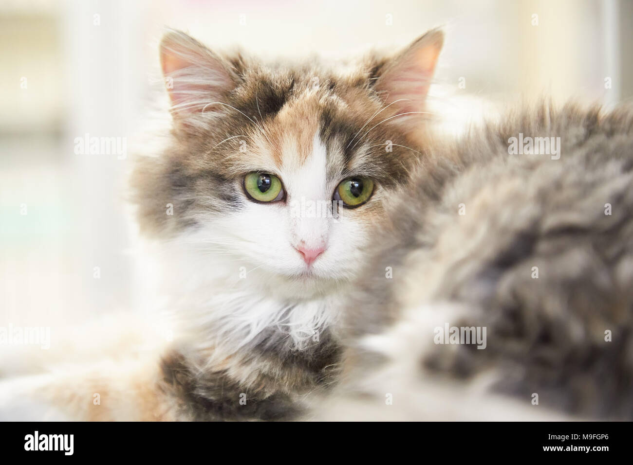 Long haired calico cat hi-res stock photography and images - Alamy