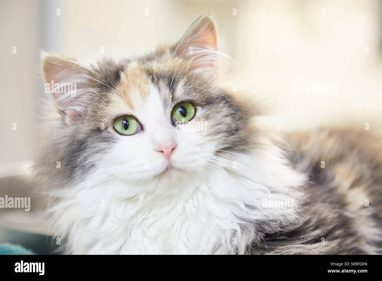 Calico eyes hi-res stock photography and images - Alamy