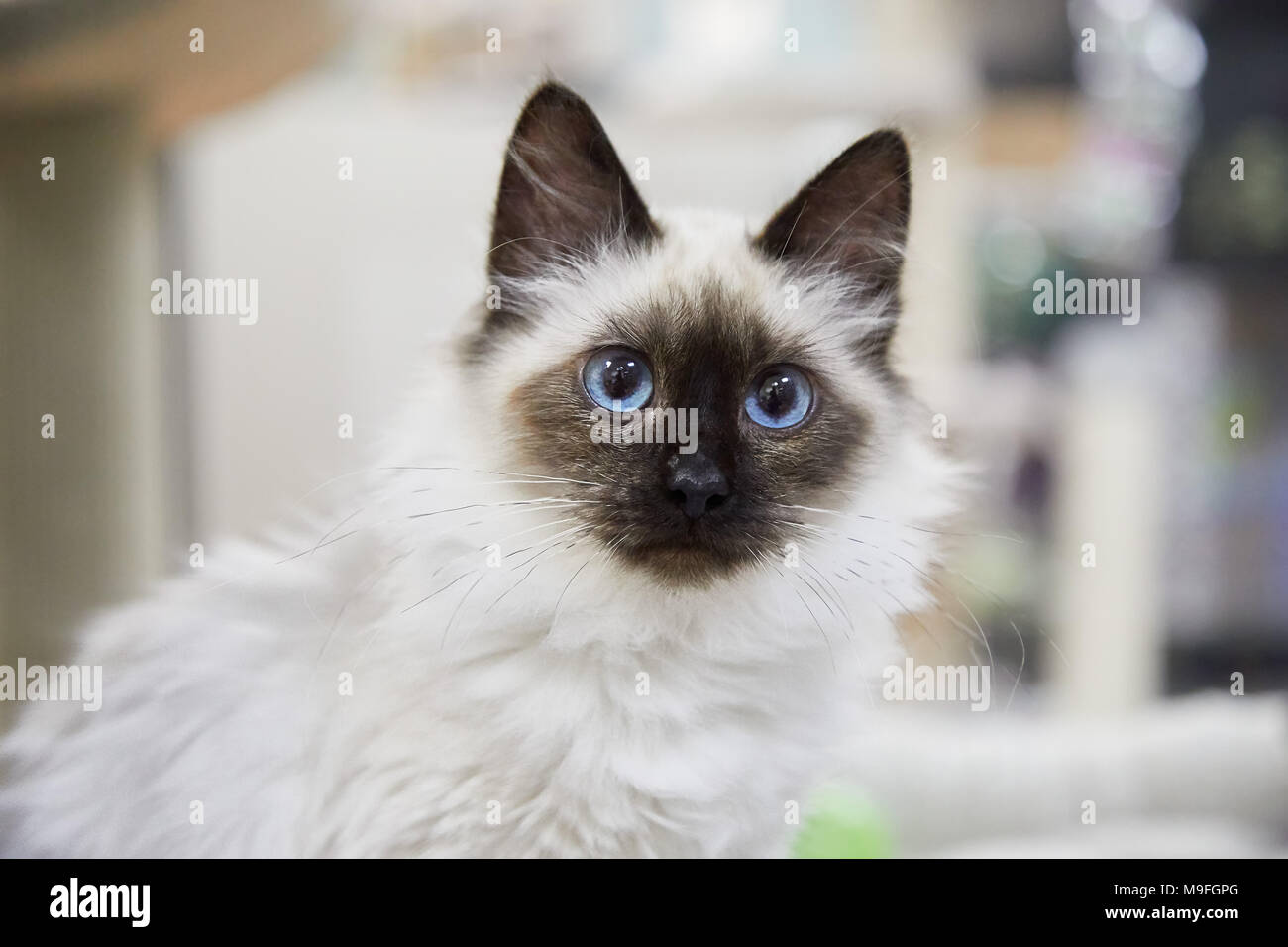 Cute siamese cat hi-res stock photography and images - Alamy