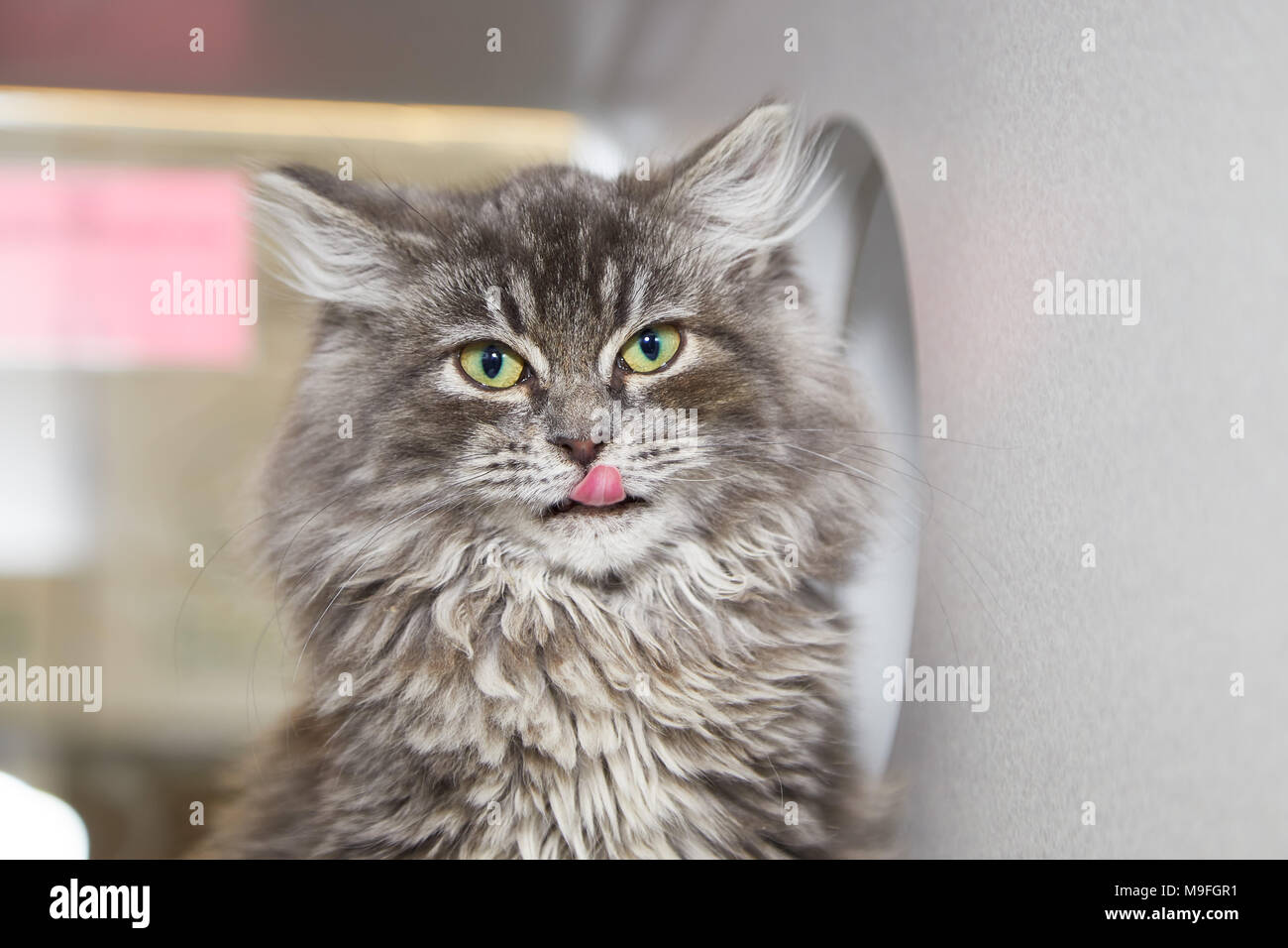 Fluffy grey cat hi-res stock photography and images - Alamy
