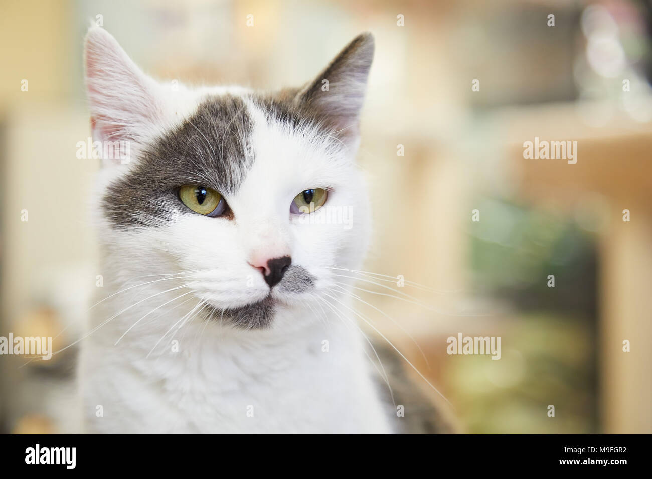 Cat head markings hi-res stock photography and images - Alamy