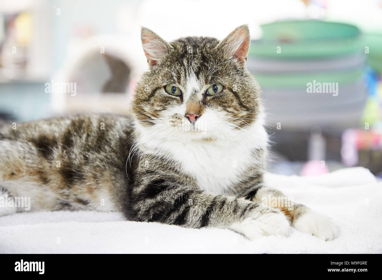 Happy pet feline hi-res stock photography and images - Alamy