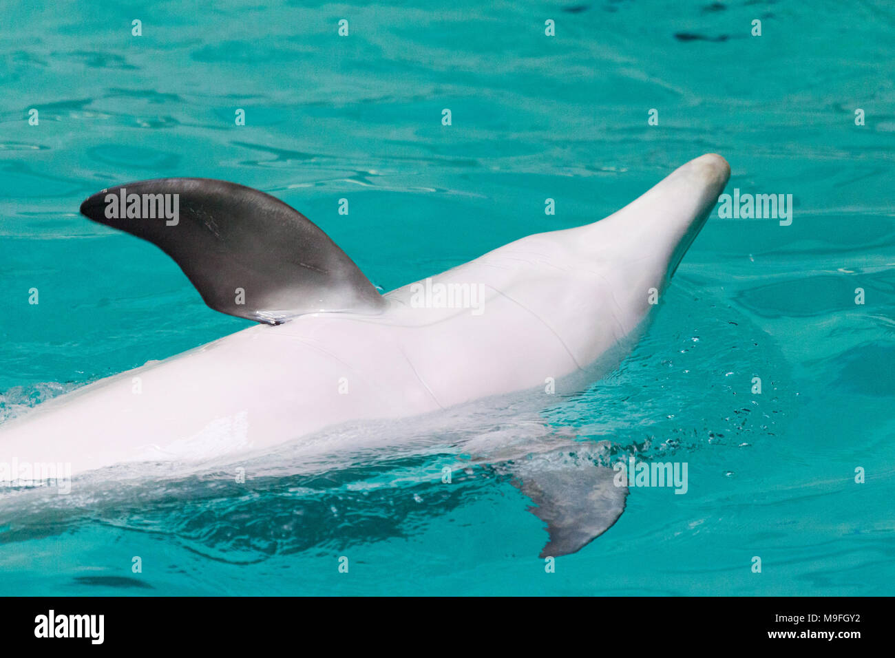 a dolphin swims in a large pool Stock Photo - Alamy