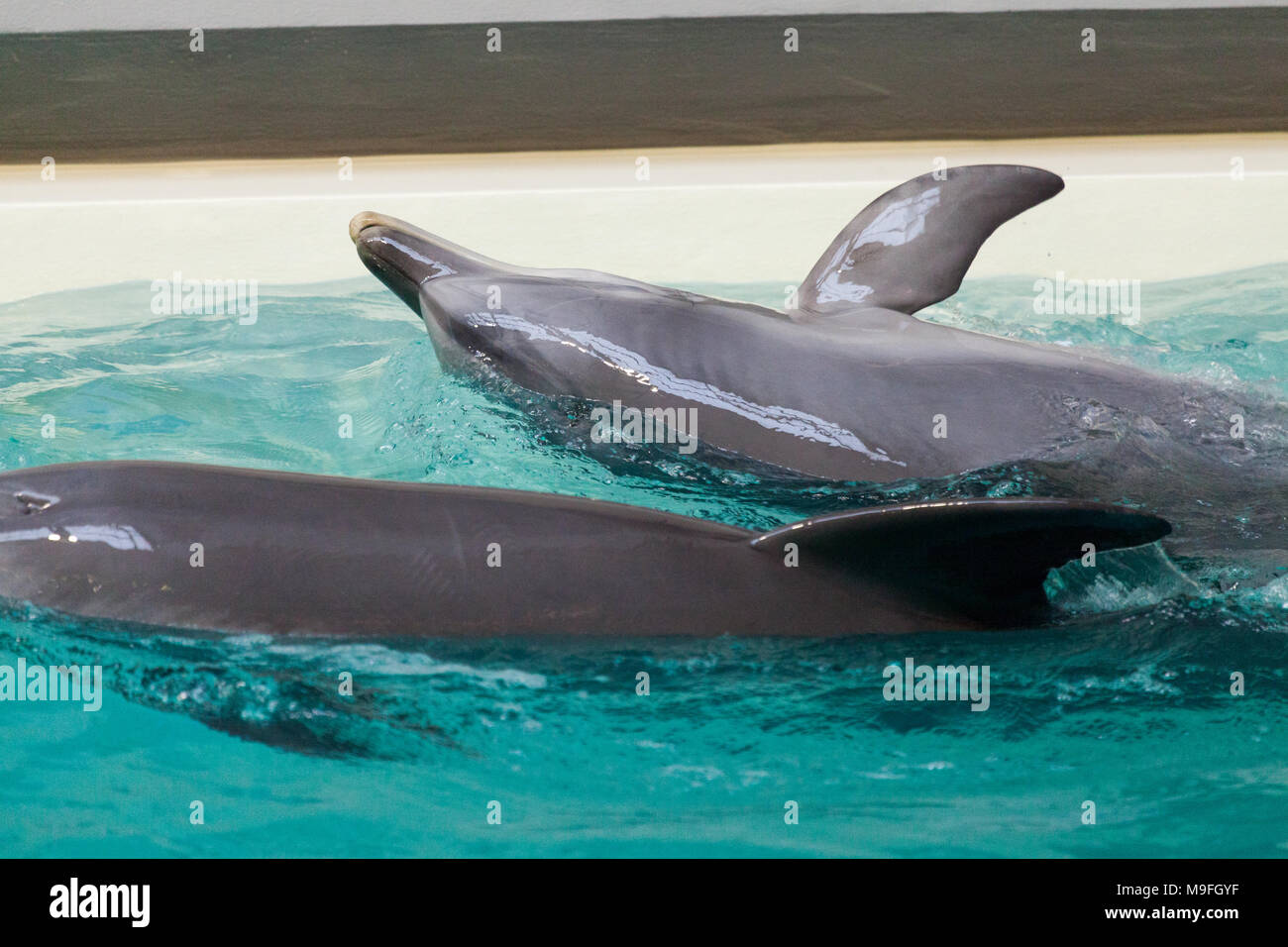 Dolphin man face to face hi-res stock photography and images - Alamy