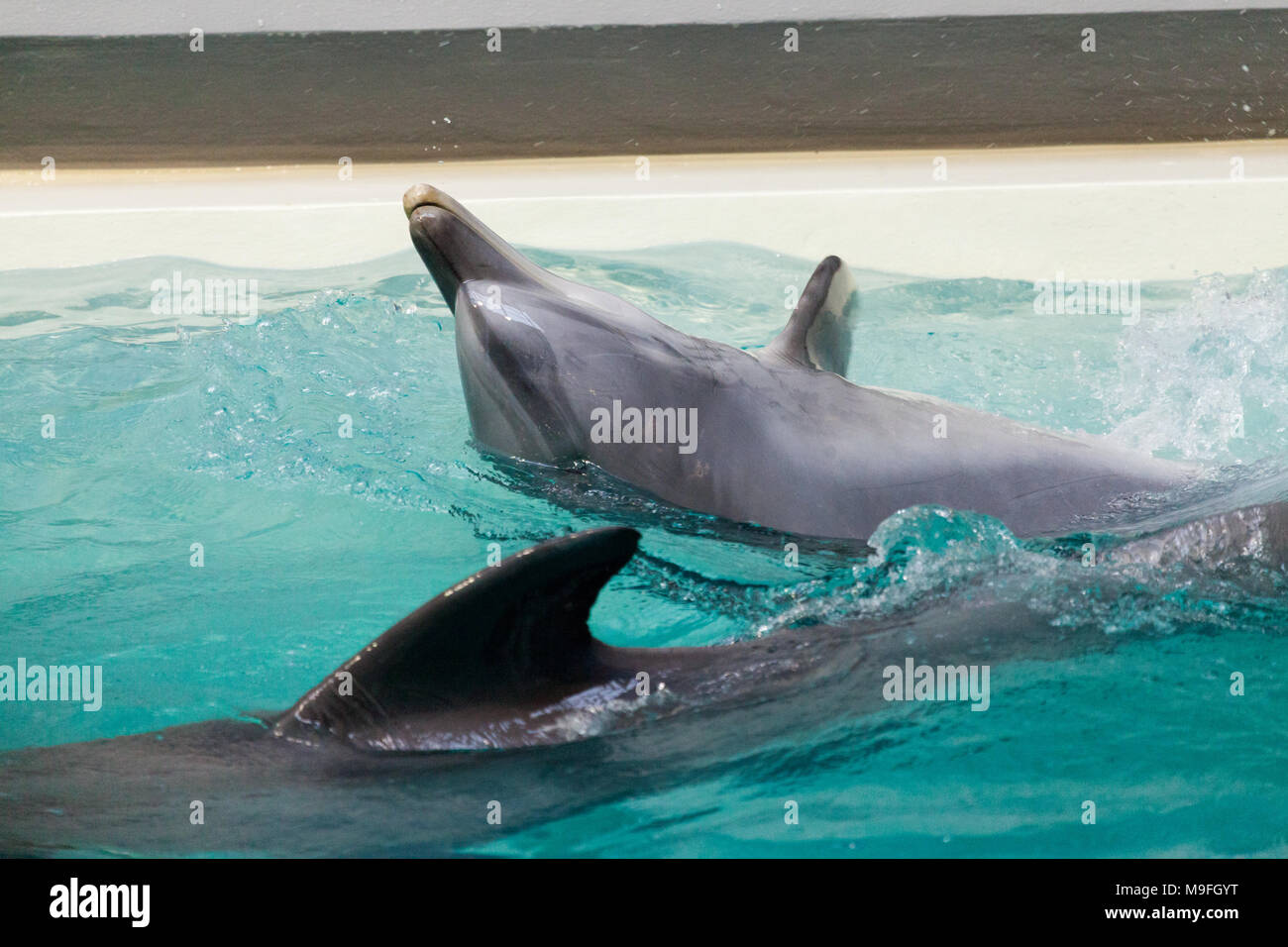 Dolphin man face to face hi-res stock photography and images - Alamy