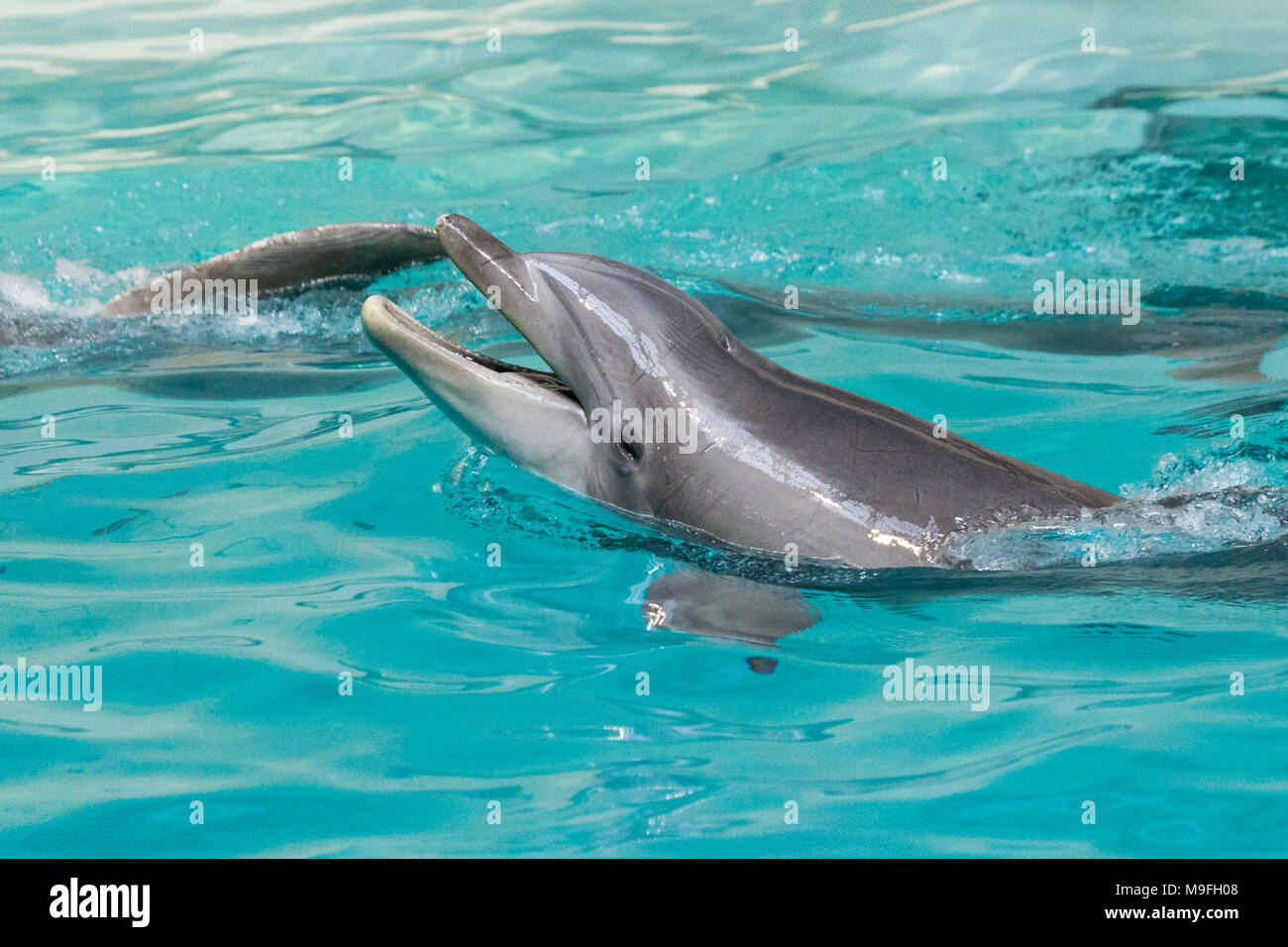 a dolphin swims in a large pool Stock Photo - Alamy