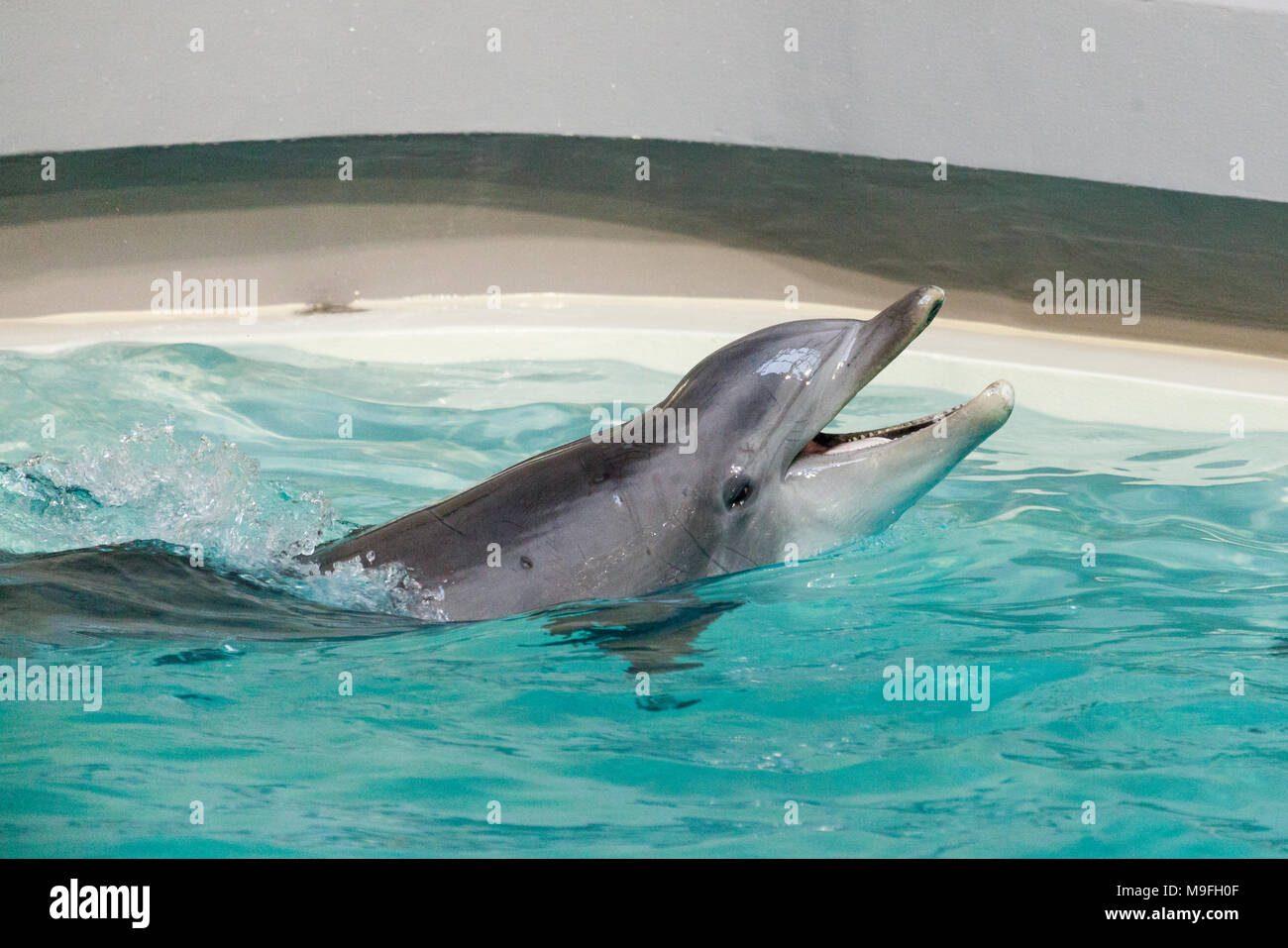 Dolphin man face to face hi-res stock photography and images - Alamy